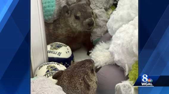 Groundhog found in Pennsylvania claw machine becomes local icon