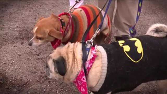 Bling pug, seeing-eye chihuahua in Colorado need your help