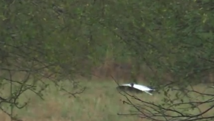 Plane takes off in Kissimmee, crashes in Alabama; family of 4 killed