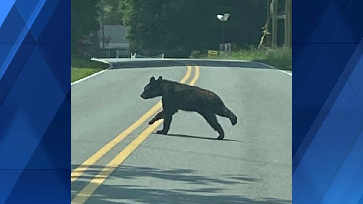 North Carolina: Mount Airy couple encounter with a young bear for the ...