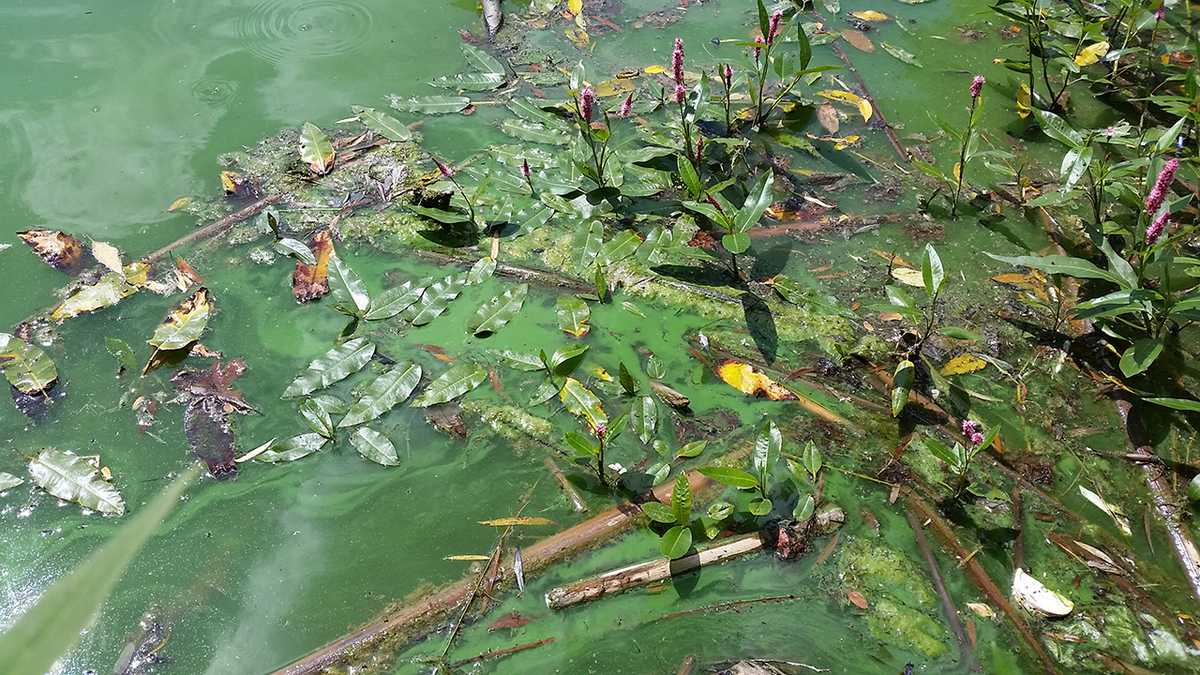 Blue-green algae found in Veterans Park lagoon