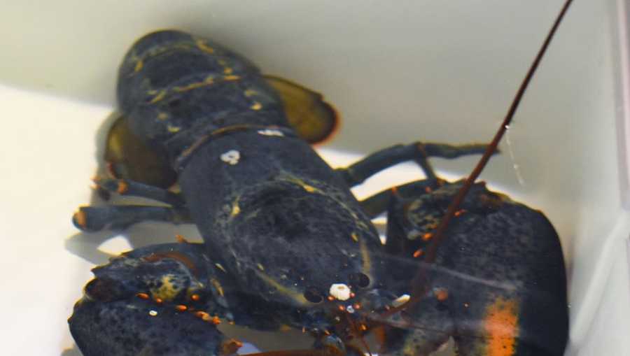 Ohio zoo adopts rare blue lobster from local Red Lobster