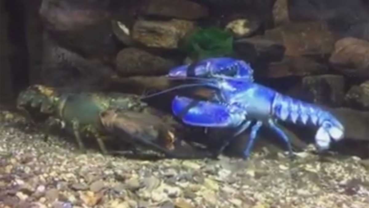 Rare bright blue lobster back on display at Seacoast Science Center