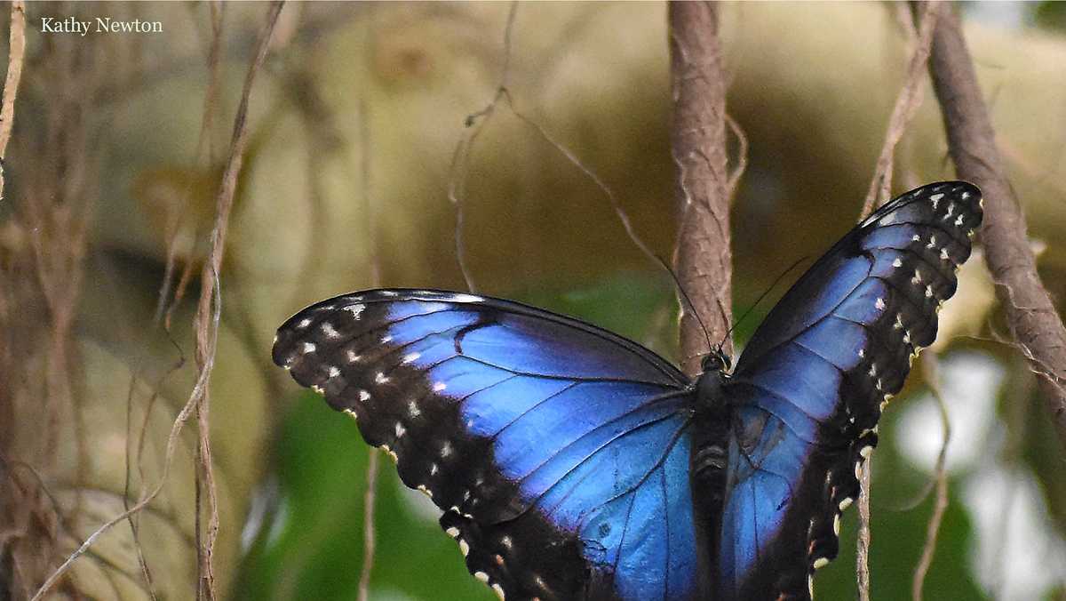 Step inside Cincinnati Zoo's aviary where hundreds of colorful ...