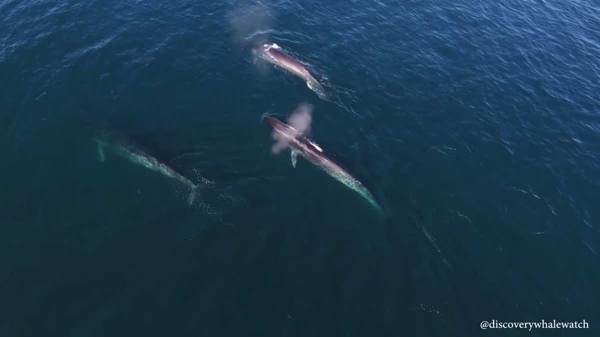 Gentle giants: Blue and fin whales glide along Monterey coast
