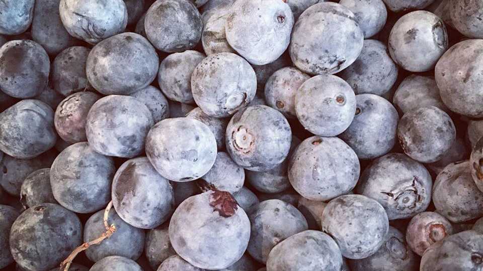 Mississippi House pushes blueberry and opal as state symbols