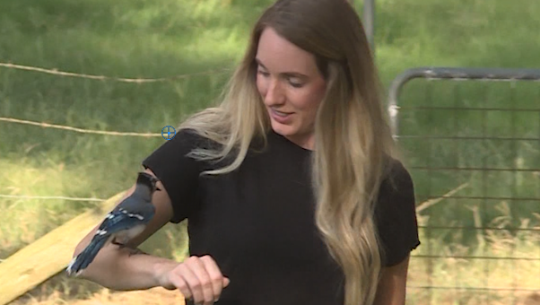 Family cares for wild bird, nursing it back to health