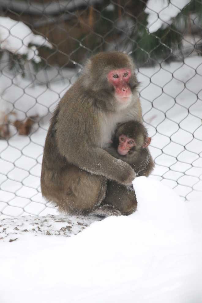 Baby snow monkey sees snow for first time at Blank Park Zoo