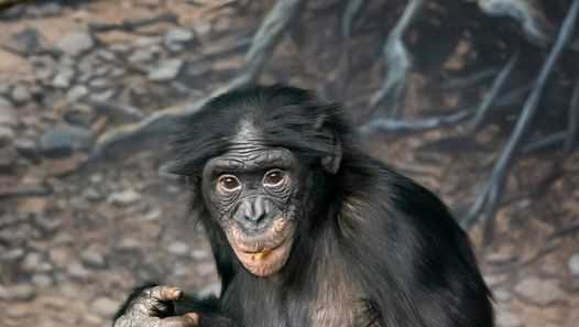 Cincinnati Zoo's bonobo, Bo, celebrates 8th birthday