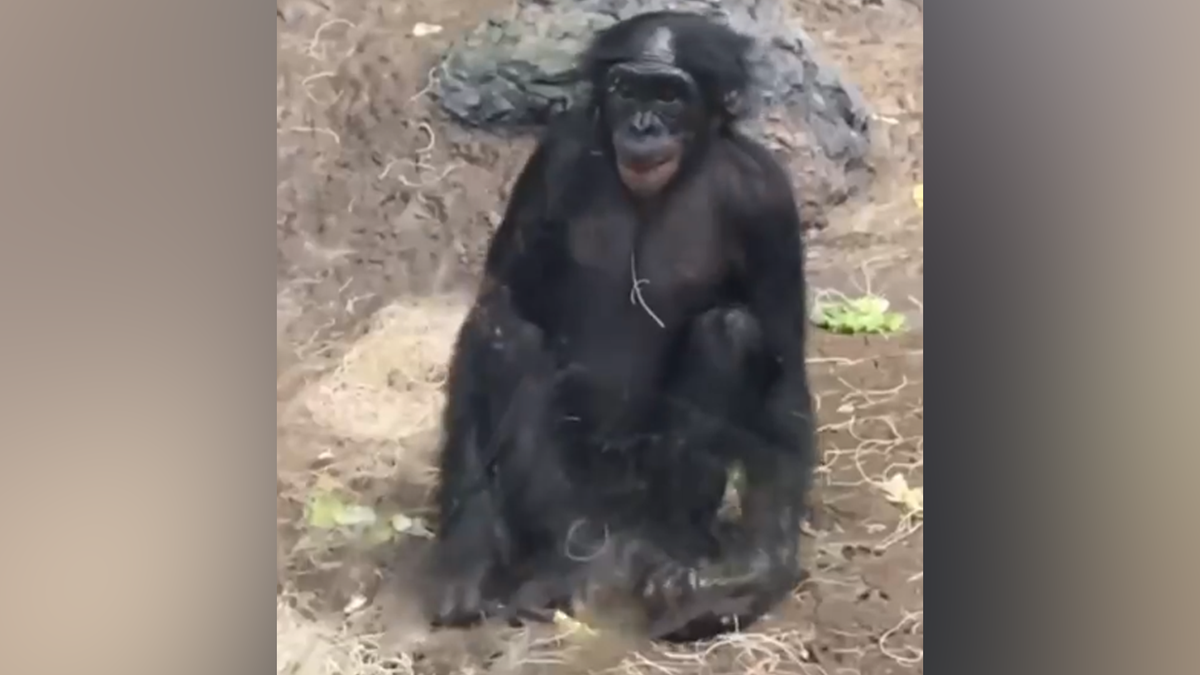 Cincinnati Zoo's bonobo, Bo, celebrates 7th birthday