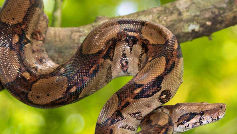 9-foot-long snake's escape leads to school early dismissal