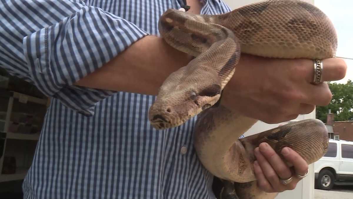 Women steal boa, cage and all, from pet store, shop owner says