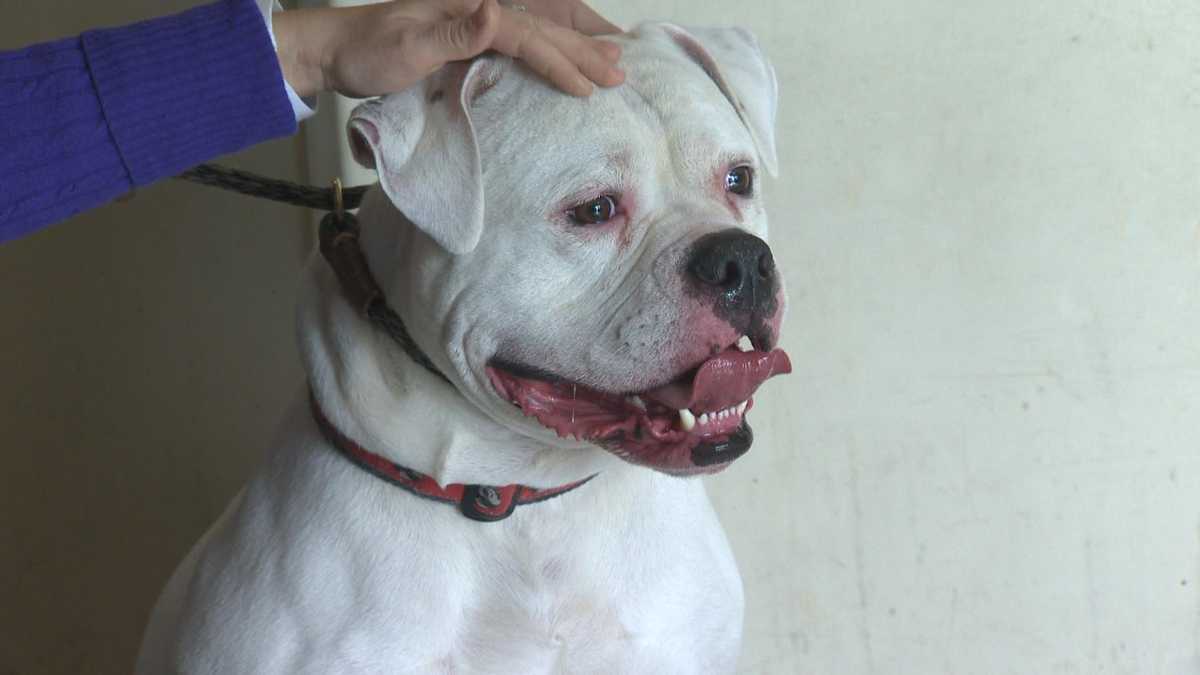 Abandoned dog left with note receives outpouring of love, adoption requests