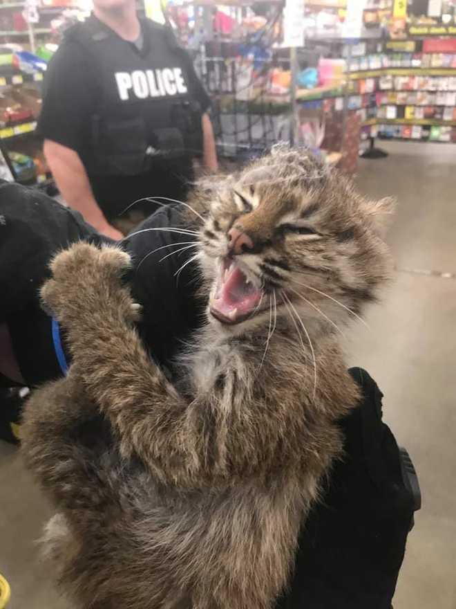 Wild: Deputies capture little bobcat inside Kentucky store