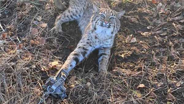 Bobcat released back into the wild after getting caught in trapper in ...