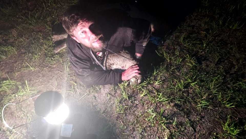 Georgia man fights off rabid bobcat with bare hands - WJCL