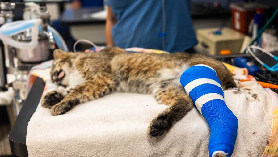 Maine bobcat hit by car in critical condition as care costs mount