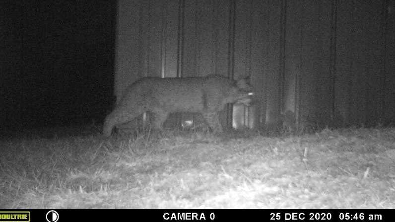 Iowa DNR confirms bobcat sighting near Indianola