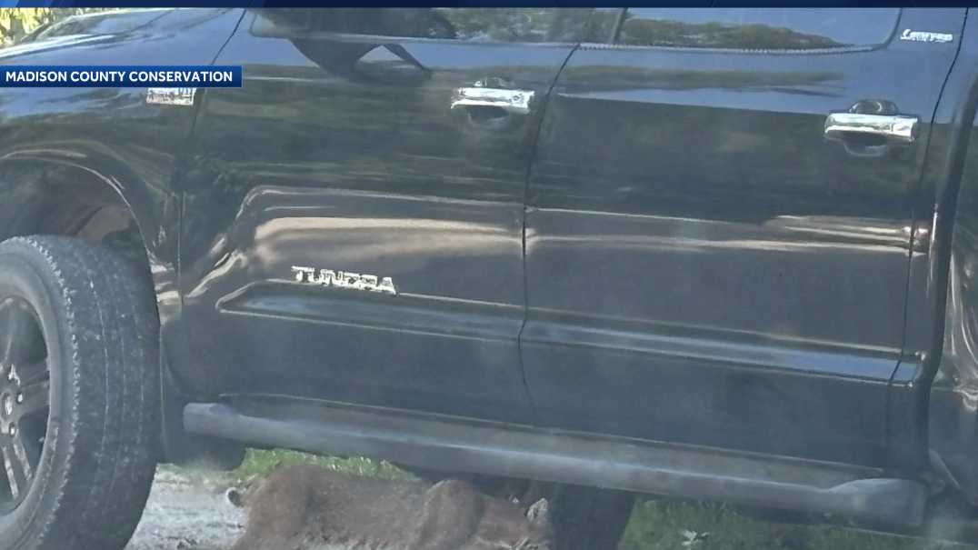 Madison County Conservation says a bobcat was seen in Iowa