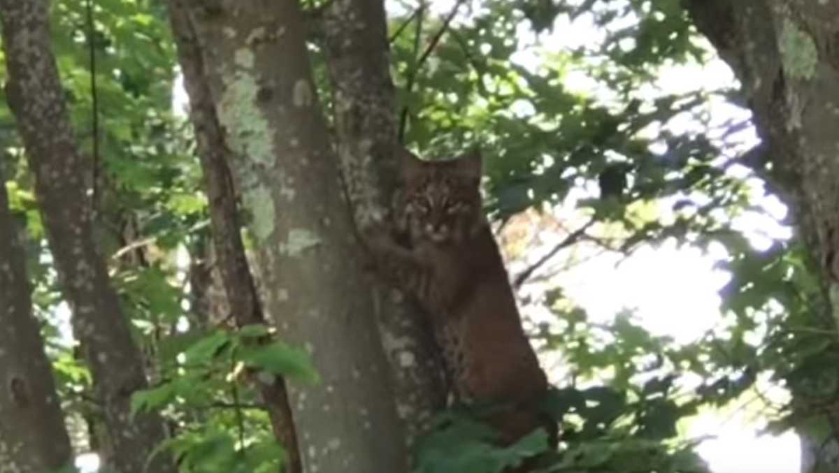 Bobcat spotted in Massachusetts roaming in wooded area near middle school