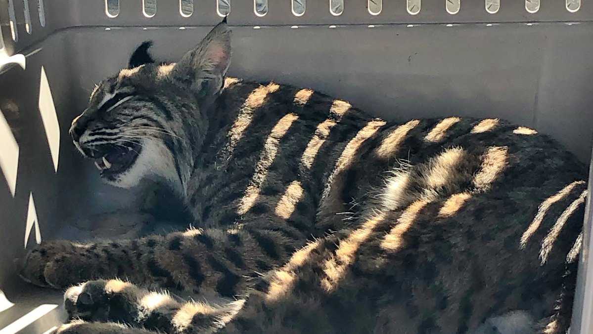 'Could have been tragic': Woman puts injured bobcat in SUV near child ...