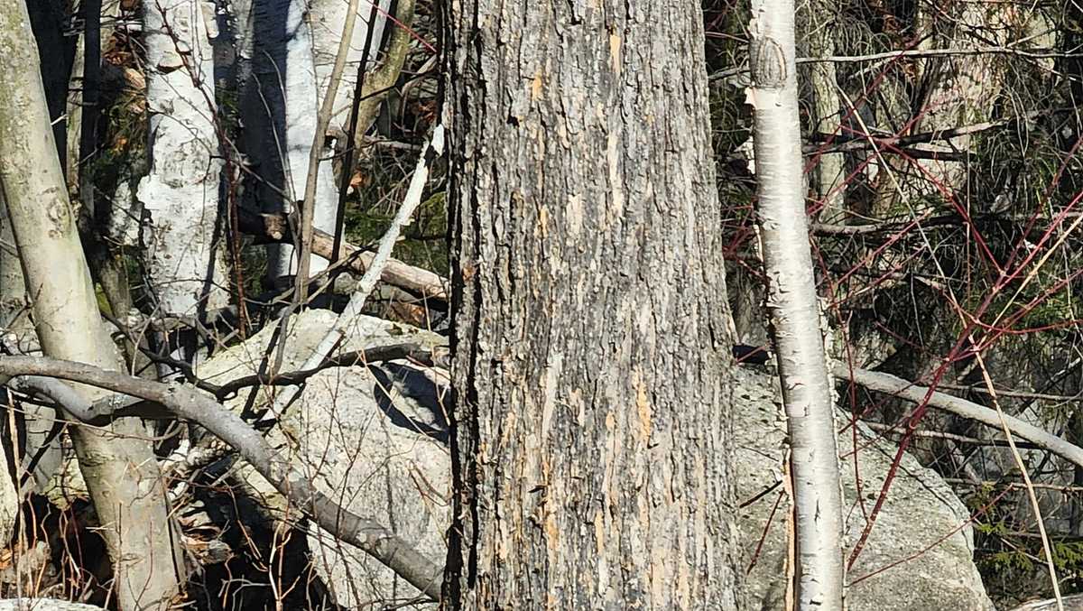 Top 2022 bobcat videos in New Hampshire