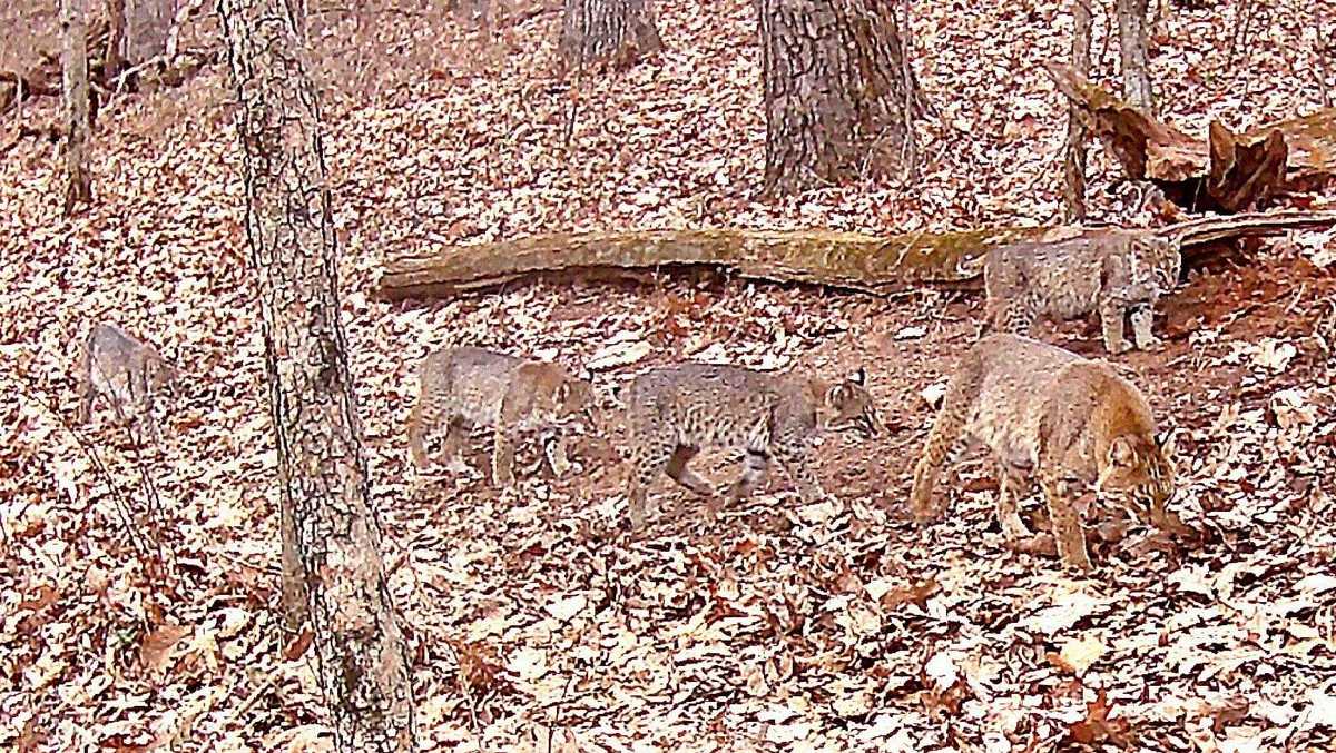 Group of bobcats spotted in southeast Ohio