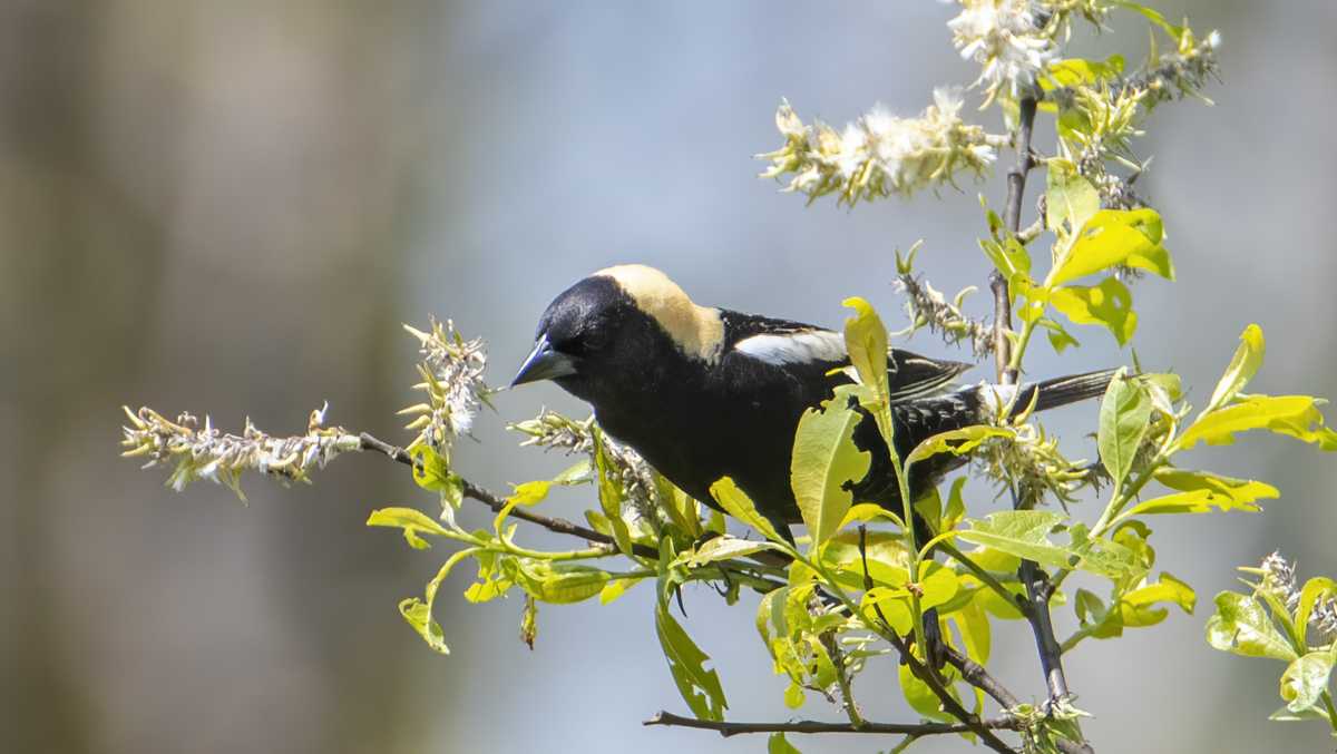 New Motus Wildlife Tracking System to be installed in Lake Placid in June