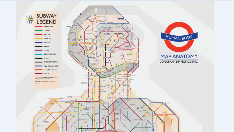 Tufts Medical Center resident creates unique map of human body
