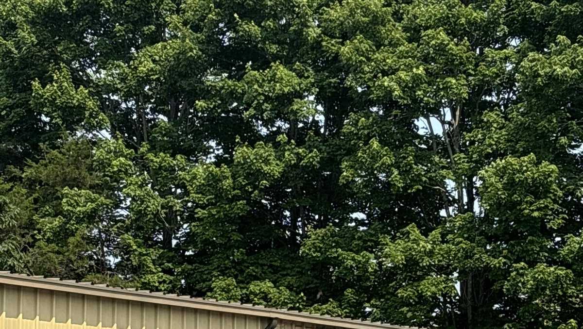 SC: Two businesses damaged after a fire in Boiling Springs