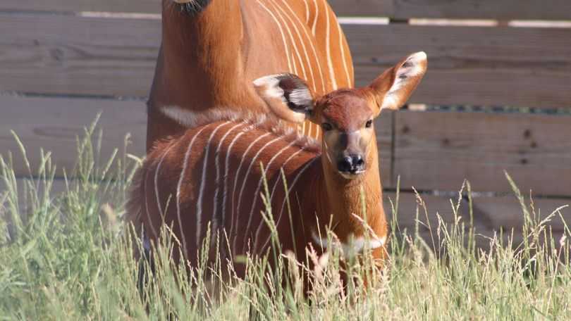Ohio safari park welcomes endangered mountain bongo