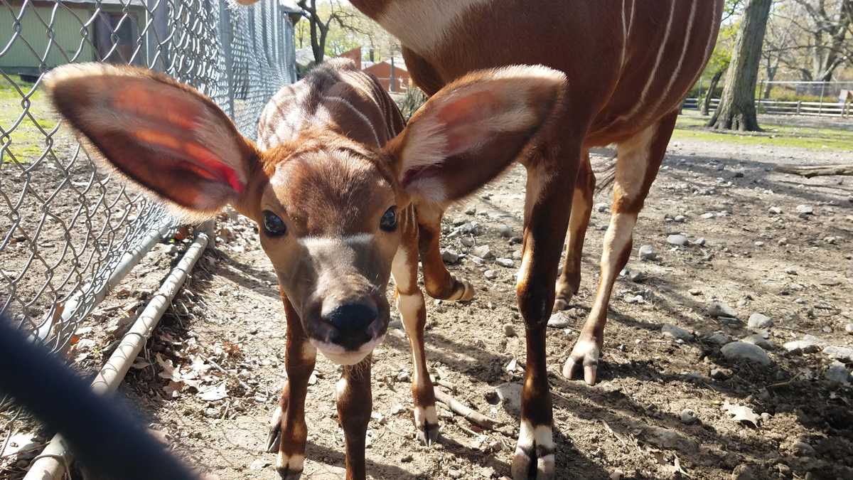 Baby animals born at New England zoos
