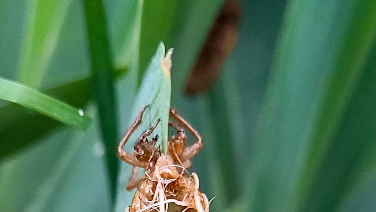 Photos: See the Brood X Cicadas emerging in Maryland