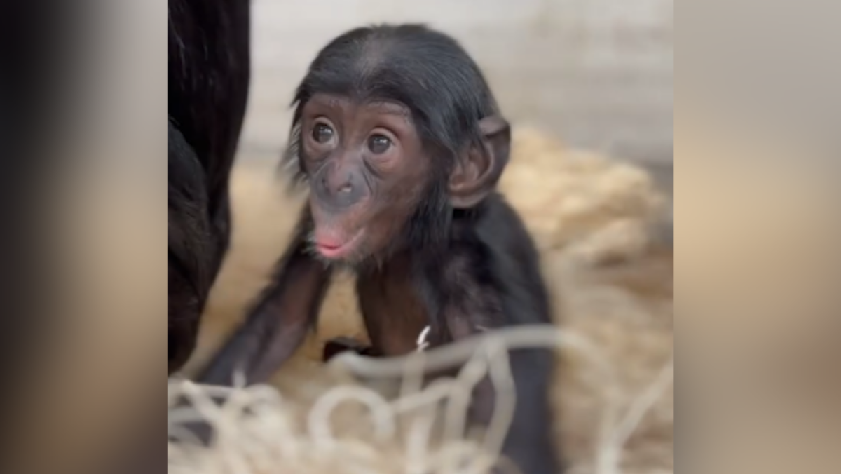 Video of Cincinnati Zoo's adorable baby bonobo goes viral