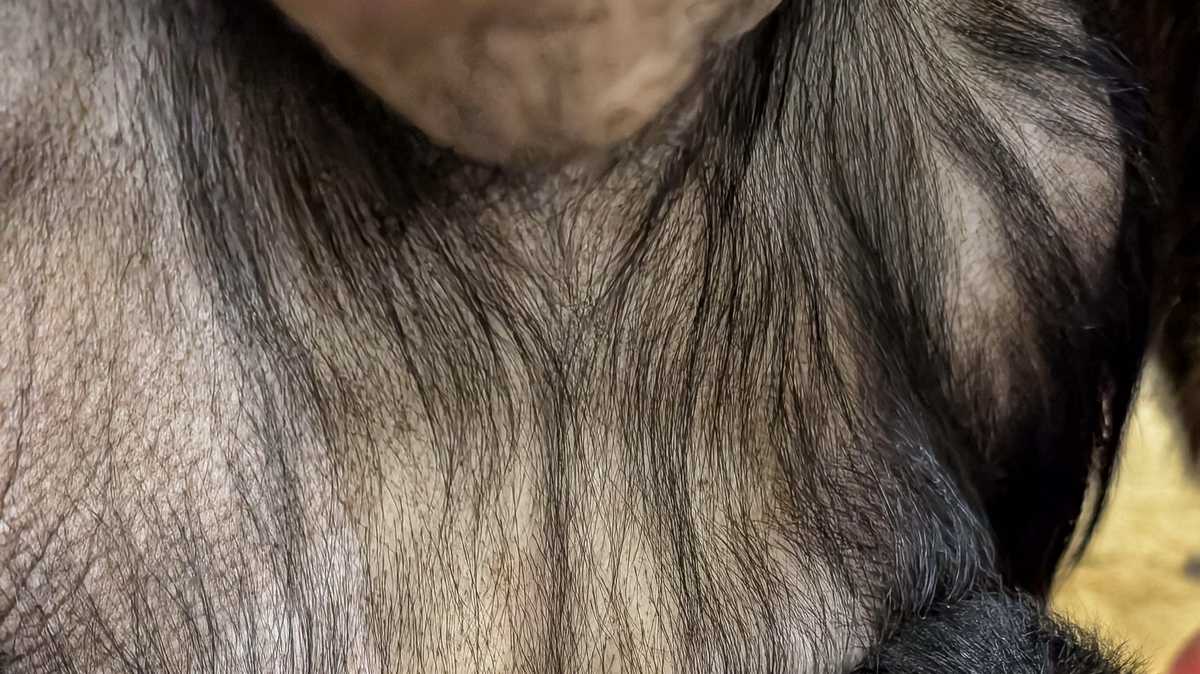 Milwaukee County Zoo announces birth of baby bonobo