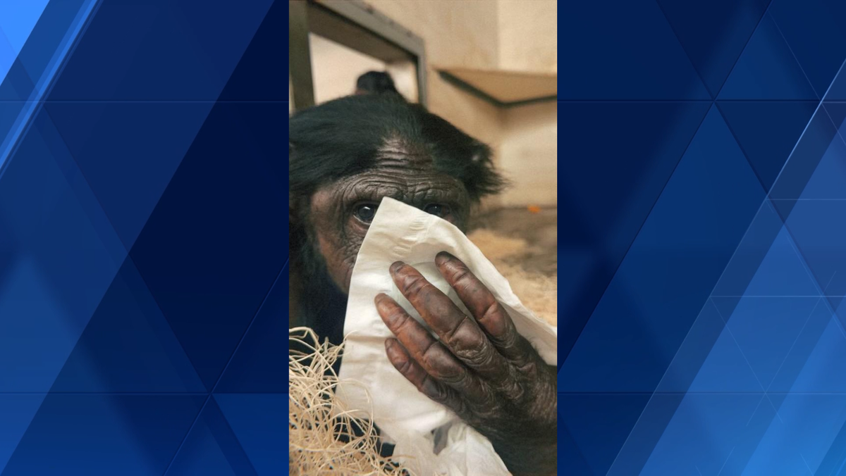 Cincinnati Zoo's bonobo troop off habitat due to respiratory illness ...