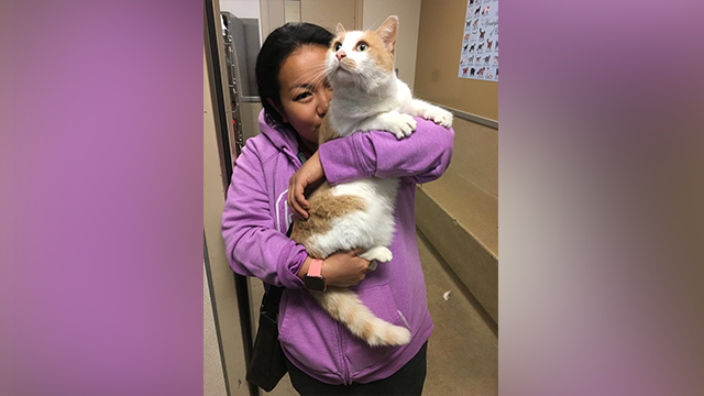 Woman reunited with cat missing since 2017, Sacramento shelter says