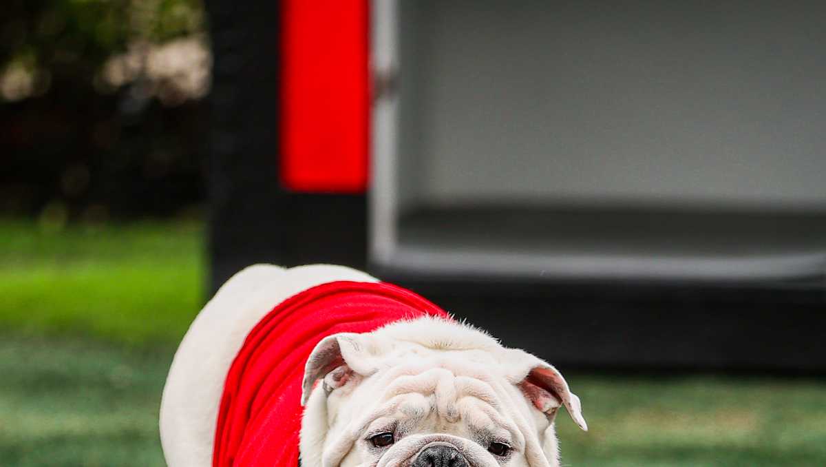 UGA IX is unveiling its mascot at the G-Day Collaring ceremony