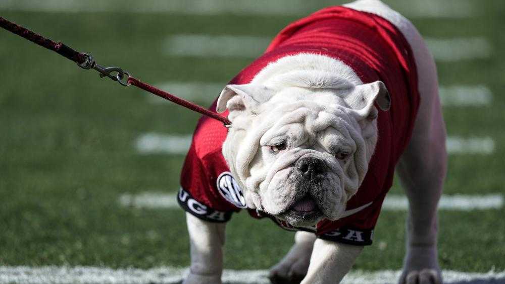 University of Georgia unveils newest bulldog mascot, Boom