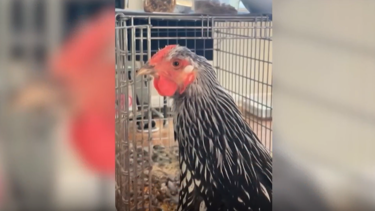 Boone County commissioners hatching plan to allow residents to keep chickens