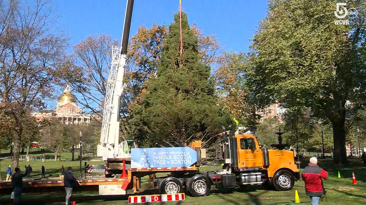 It s Here Boston s Official Christmas Tree Put In Place In Boston Common it-s-here-boston-s-official-christmas-tree-put-in-place-in-boston-common