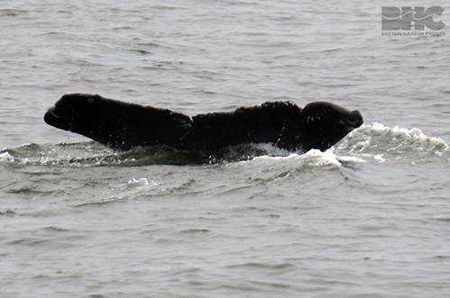 What we know about the humpback whale seen in Boston Harbor