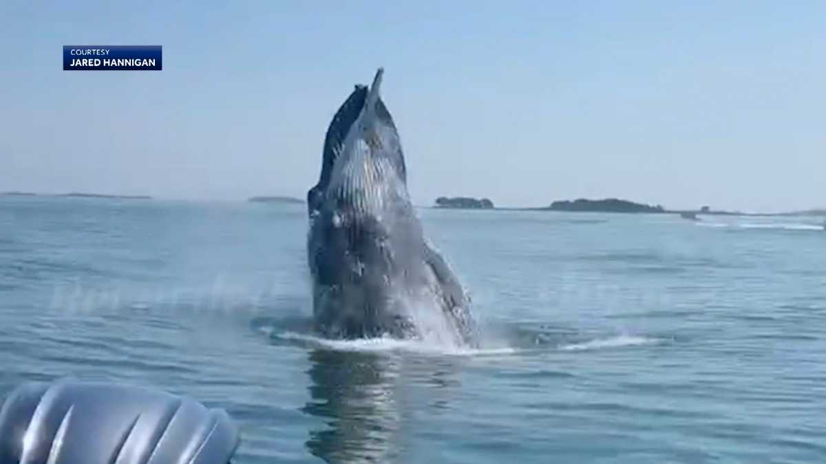 Boater witnesses whale's 'explosion in the water' in Dorchester Bay