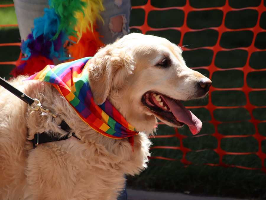 15 adorable dogs (and a cat!) from the 2019 Boston Pride parade