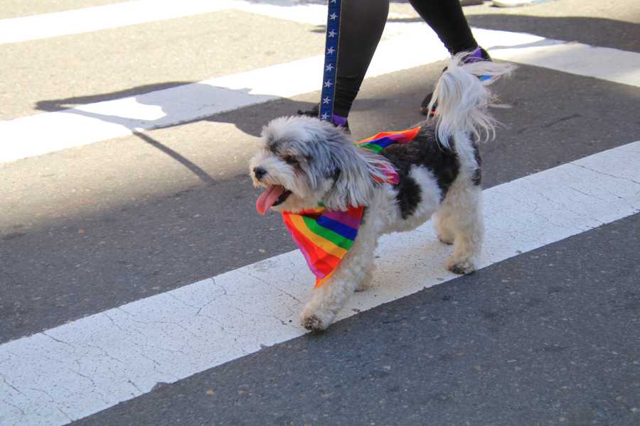15 adorable dogs (and a cat!) from the 2019 Boston Pride parade