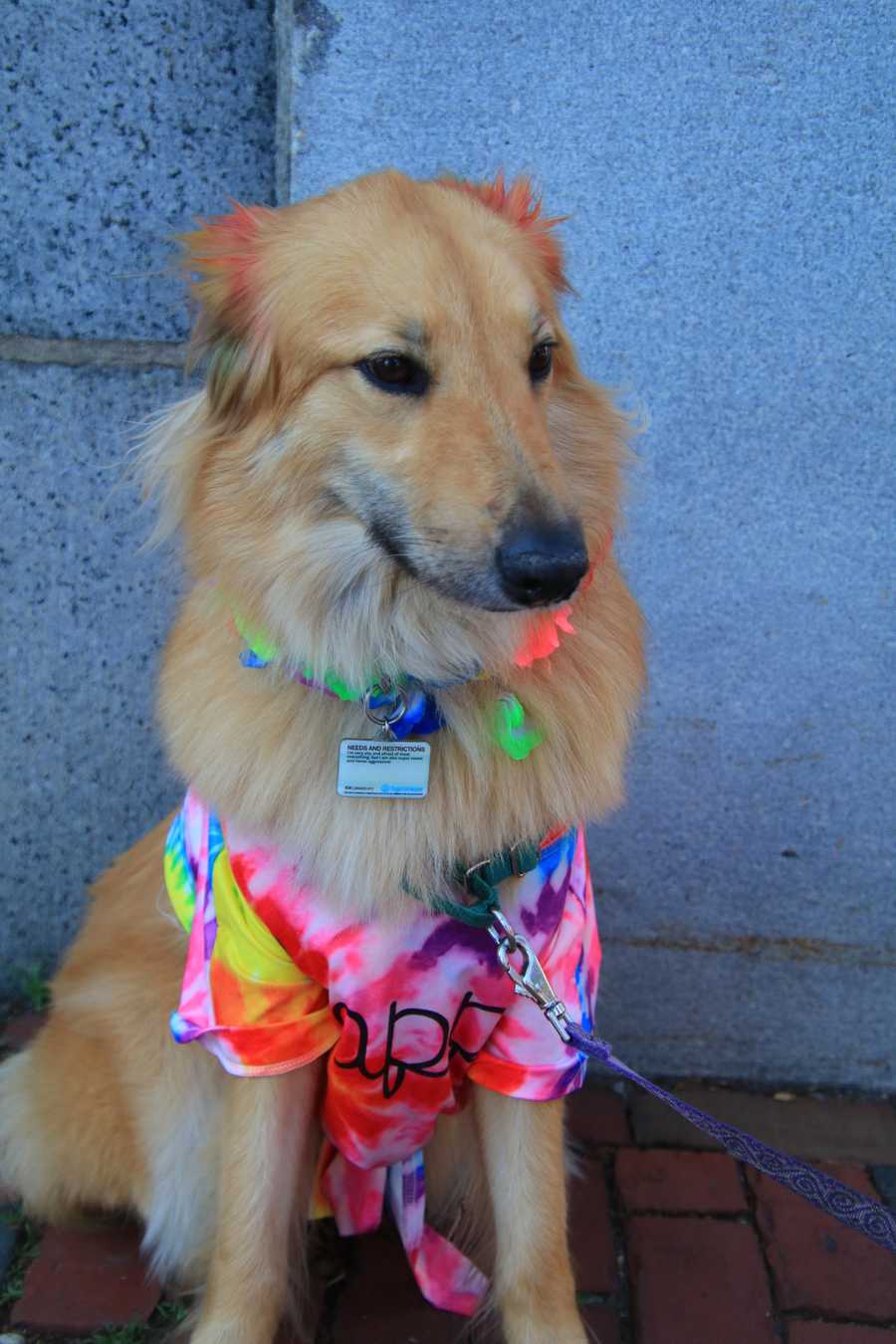 15 adorable dogs (and a cat!) from the 2019 Boston Pride parade