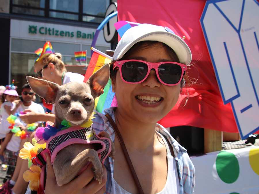 15 adorable dogs (and a cat!) from the 2019 Boston Pride parade