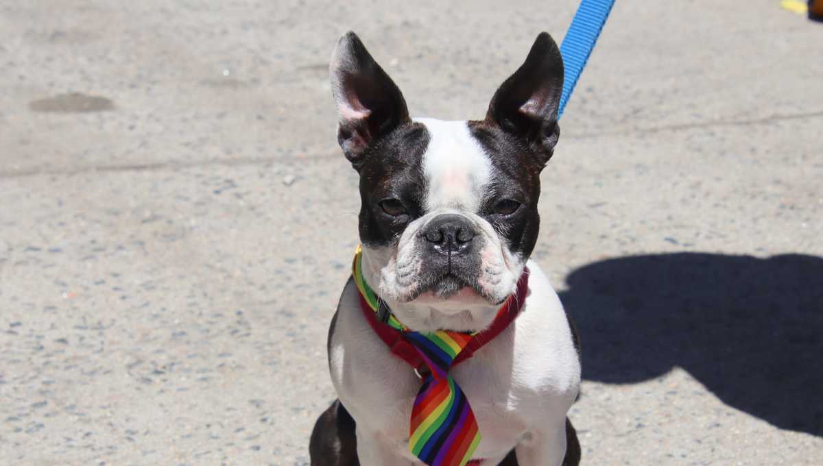 15 adorable dogs (and a cat!) from the 2019 Boston Pride parade