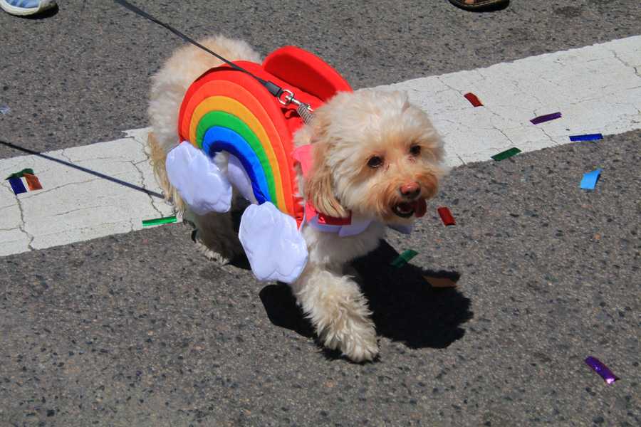 15 adorable dogs (and a cat!) from the 2019 Boston Pride parade