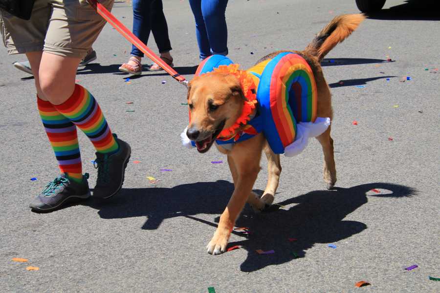 15 adorable dogs (and a cat!) from the 2019 Boston Pride parade